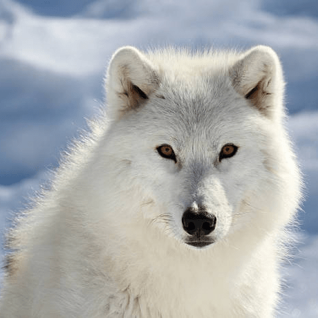 Polar Wolf Arctic Wolf Github