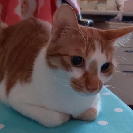 Tim Ke Tim Ke Github