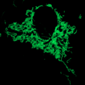 Github Stuartlab Mina Mina Mitochondrial Network Analysis Is A