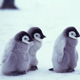 Christopher Chiu Christopher Chiu Github