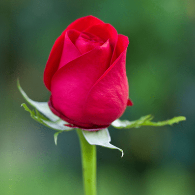 Aiswaryasprabhakaran Aiswarya S P Github