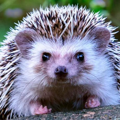 Jonathanbushoi Yonathan Github