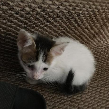 Mika Gl Mikail Gonullu Github