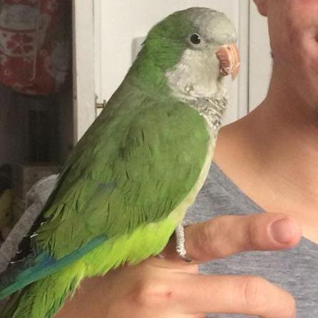 Seba Barco Sebastián Barco Github