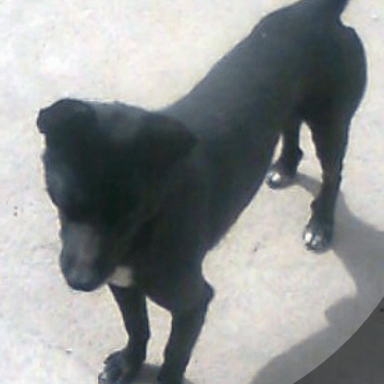 Tide Emergency Github