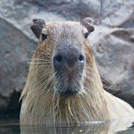 Github Freilichtbuehne Nova Defender All In One Security Solution - Download Amazing City Background | Ultra HD