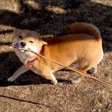 H Tanaka9211 Hiroki Tanaka Github