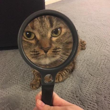 Pydantic To Typescript Actions Github Marketplace Github