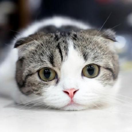 Arugaz Aruga Astri Github - Best Geometric Images in Retina