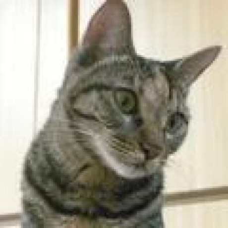 Ronny Left Wang Github - Download Professional Landscape Texture | 8K