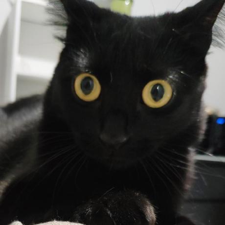 Gh Release Action Actions Github Marketplace Github