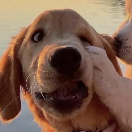 Arthur9812 Arthur Github