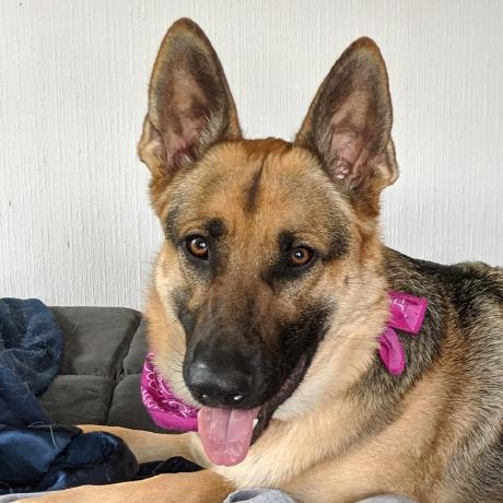 Alittledev A Little Github