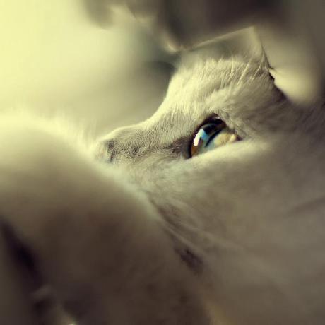 Liujian Boy Liu Github