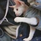 Lr He He Lirong Github