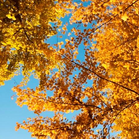 Harry0805 Harry Github