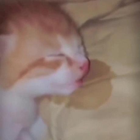 Murka007 Murka Github