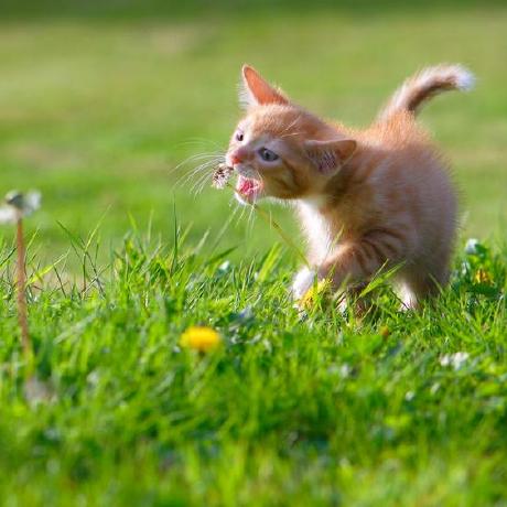 Marine Rabbit Github