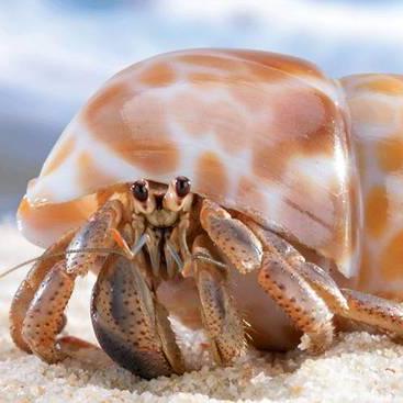 Rust Shell Script Github