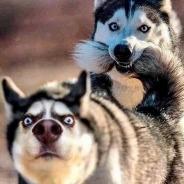 Vent Dev Vent Github