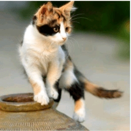 Ramya900 Ramya Prabhu Github