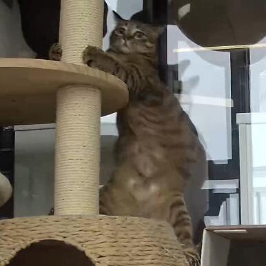 David 1106 David Github