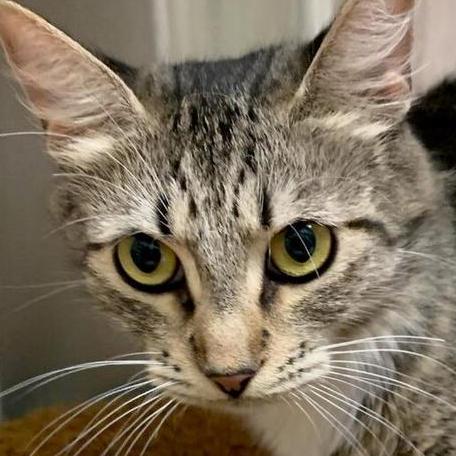 Heonseokcha Hyeonseok Cha Github