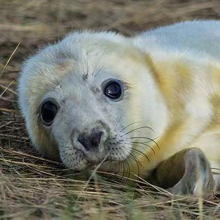 Zijieli Jlee Zjjlee Github