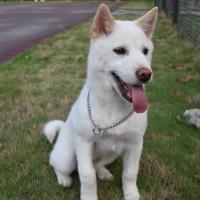 Xiaohai Huang Github