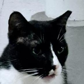 Khiewjianbin Khiew Jian Bin Github