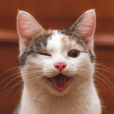 Github Meckazin Chromekatz Dump Cookies And Credentials Directly