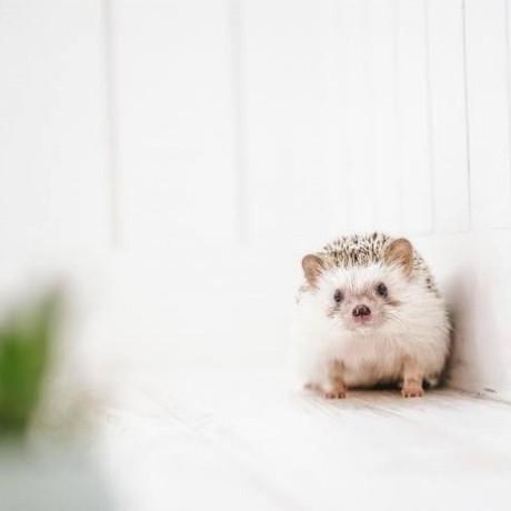 Atsu0203 Atsu Github