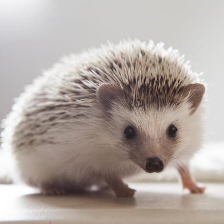 Hedgehog Ai Lab Github