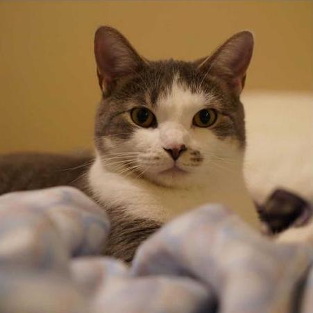 Leonz5288 Jiasheng Zhang Github