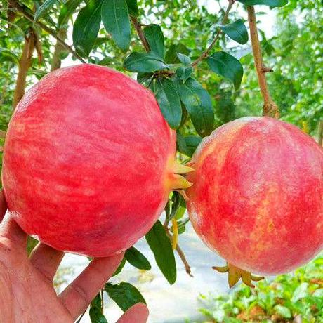 Nedved3017 Nedved Github