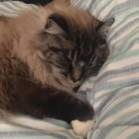 The Great Nate Nate Github