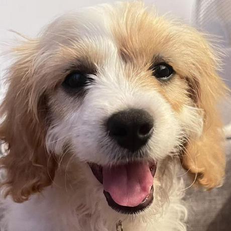 Yinggwan Yingjun Github