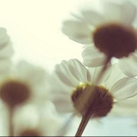 Hannah803 Hannah Github