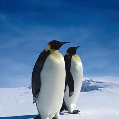 Adapt3r Chris Github