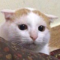 Vinhvhiep Nguyen Quang Vinh Github