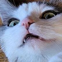 Jessebuck Jesse Buck Github