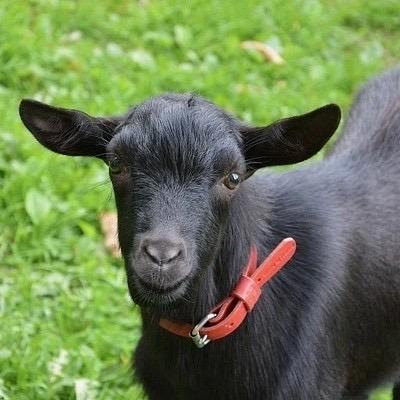 Chicko1108 Chicko Github