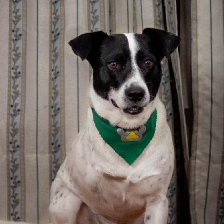 Zetabeb Zamir Github