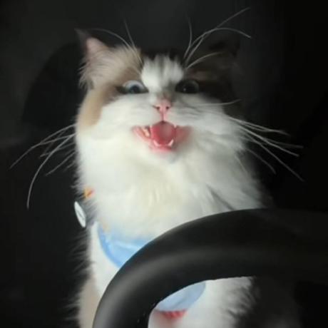 Qaq Tat Zhangzhiming Github