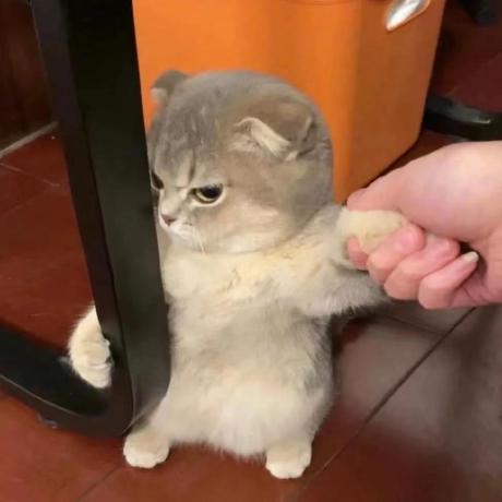 Mao Qiu Chen Zehua Github