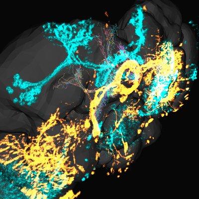 Virtual Fly Brain Github