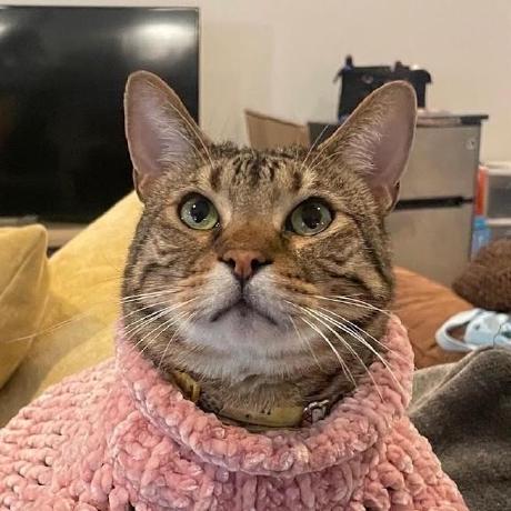 Caylinvu Caylin Vu Github