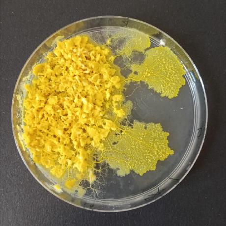 Sojabio Solène Jabaud Github