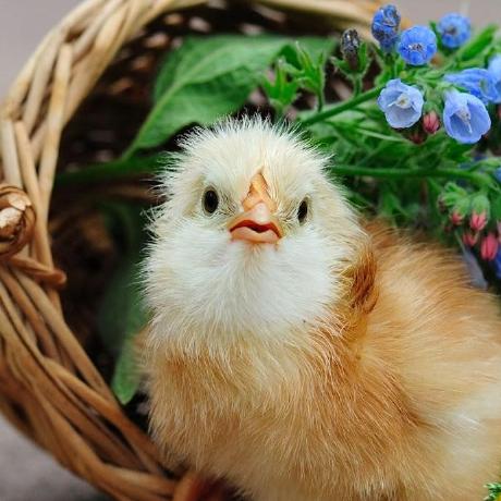 Selvaganapathi A Github