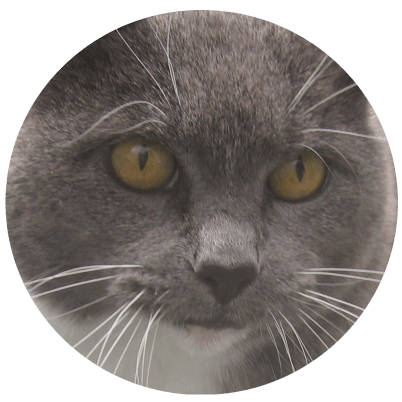 Hardmanko Kyle Hardman Github